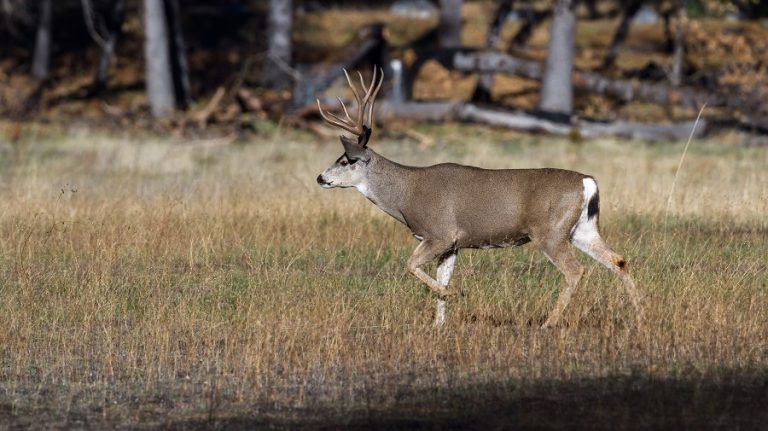 How To Field Dress A Deer – BowAddicted