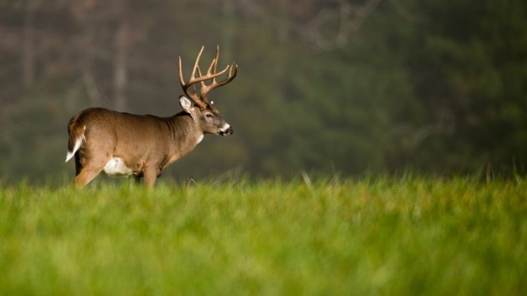 Planting Turnips For Deer – BowAddicted