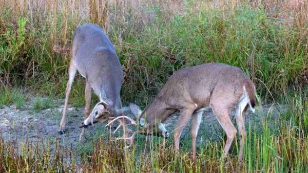5 Tactics For Rut Hunting Success – BowAddicted