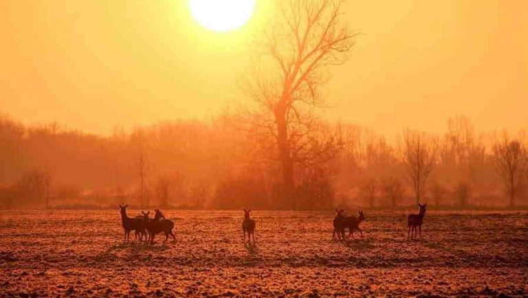 Mathews Switchback Compound Bow SPECS – BowAddicted