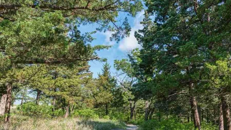 Mathews Z3 Compound Bow Specs – BowAddicted