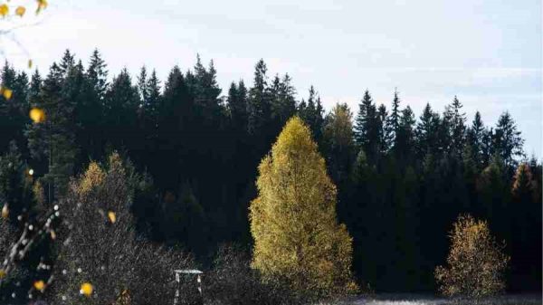 Mathews HTX Compound Bow Specs – BowAddicted