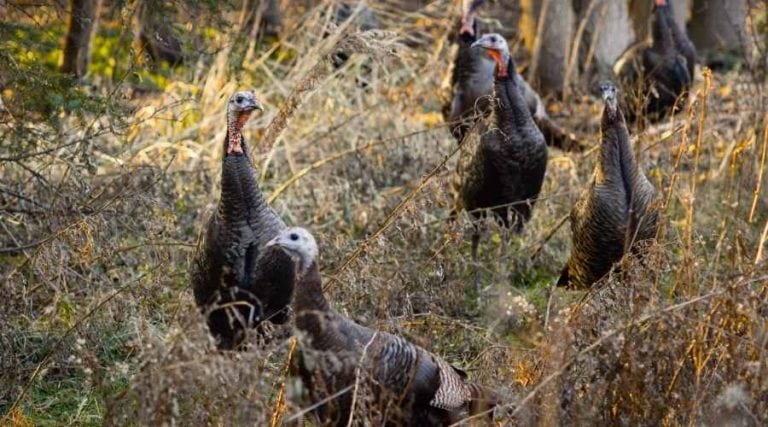 6 Top Turkey Scouting Tips To Increase Your Success This Season – BowAddicted