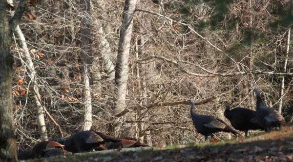 6 Top Turkey Scouting Tips To Increase Your Success This Season ...