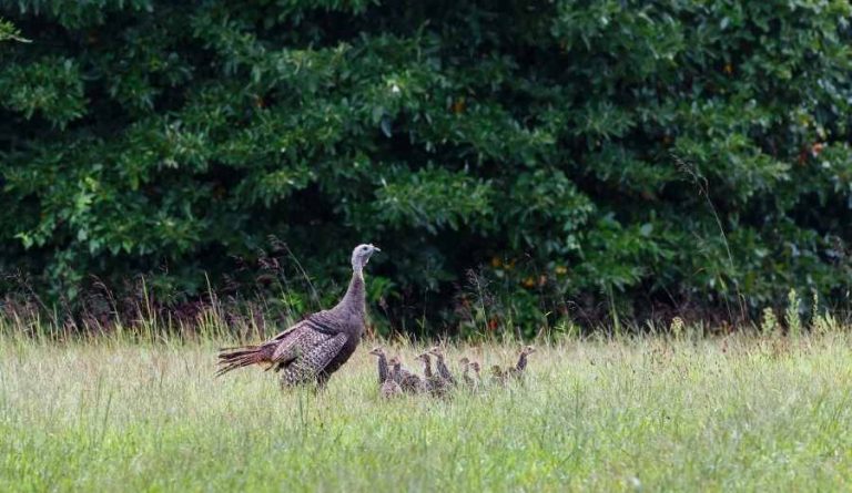 A Group Of Turkeys Are Called?