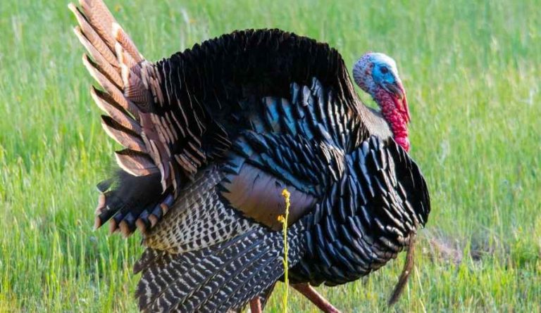 What Is A Group of Turkeys Called? – BowAddicted