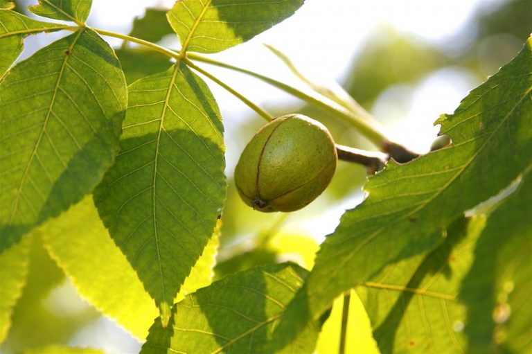 How To Identify Trees That Deer Love – BowAddicted