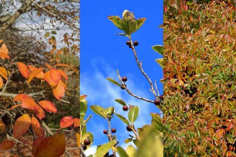 How To Identify Trees That Deer Love – BowAddicted