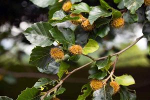 How To Identify Trees That Deer Love – BowAddicted