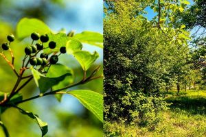 How To Identify Trees That Deer Love – BowAddicted