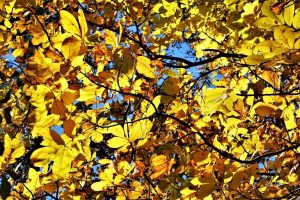 How To Identify Trees That Deer Love – BowAddicted