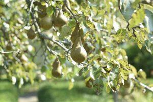 How To Identify Trees That Deer Love – BowAddicted