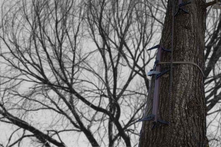 The Best Treestand Climbing Sticks [currentyear] – BowAddicted