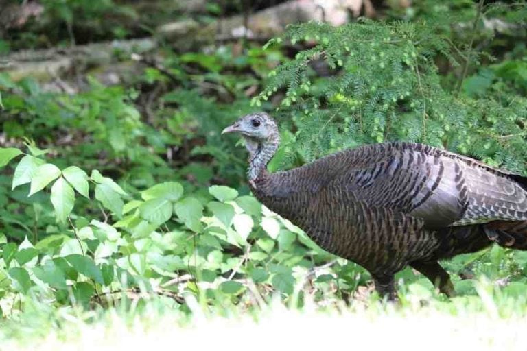 Where Do Turkeys Sleep? – BowAddicted