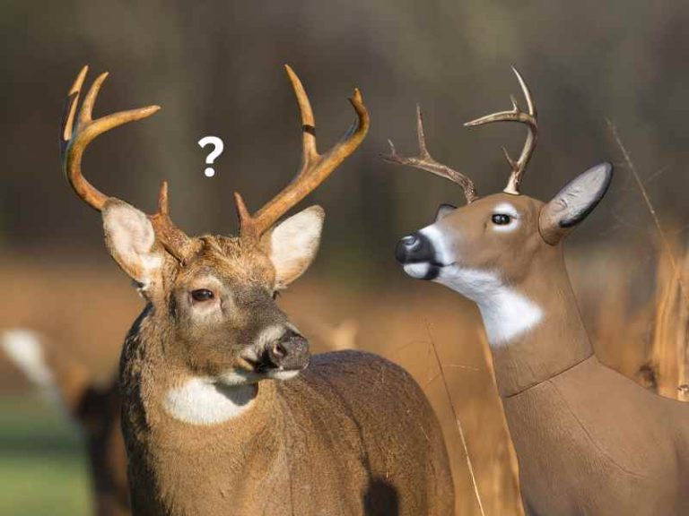 Best Time to Use Deer Decoys? - BowAddicted