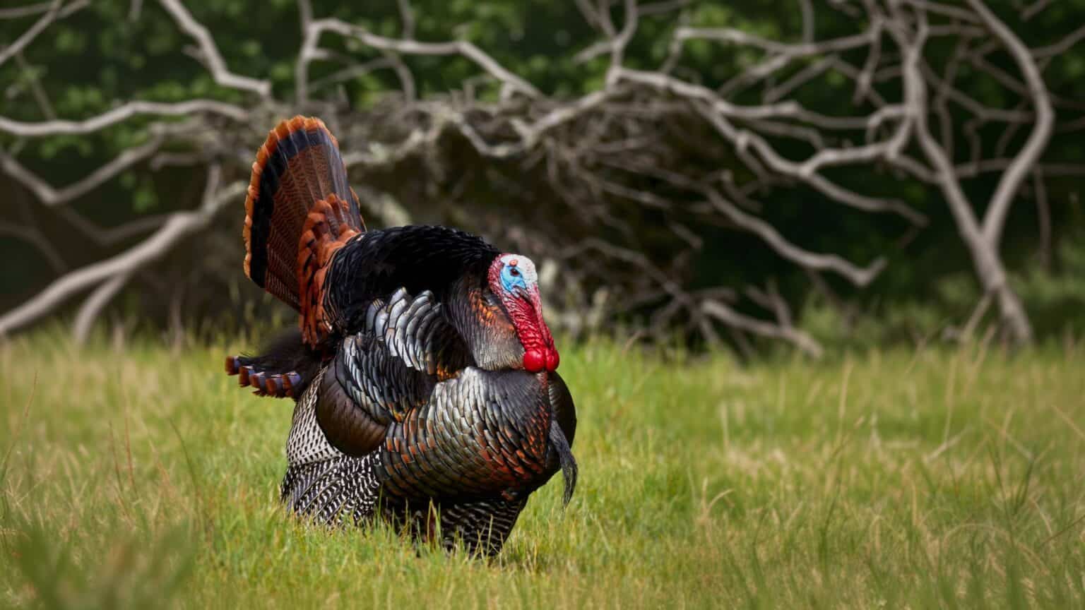 The Best Turkey Calls Review and Buying Guide [currentyear] - BowAddicted