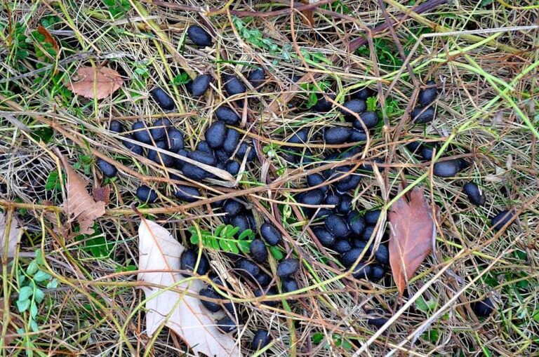 What Does Deer Poop Look Like (Identifying Deer Droppings & Scat ...